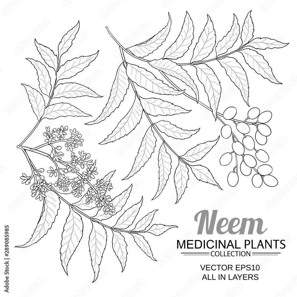 neem vector set Stock Vector | Adobe Stock