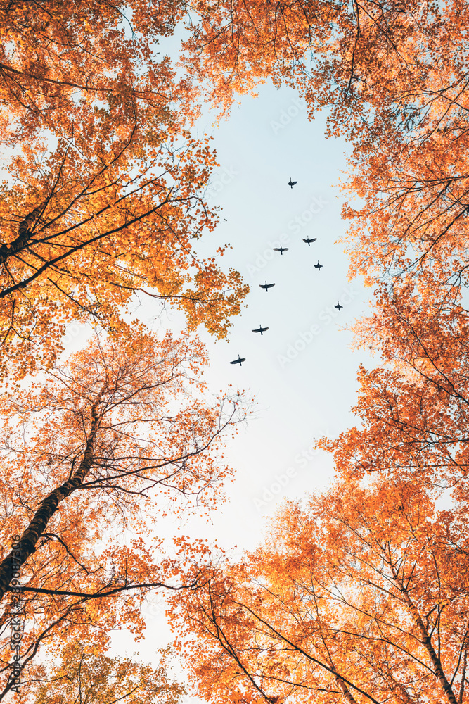 Migratory birds flying in the shape of v over autumn forest with birch ...
