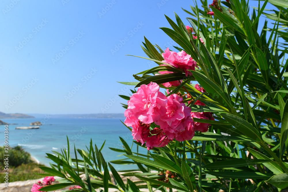 Oleander (Nerium oleander) Stock Photo | Adobe Stock