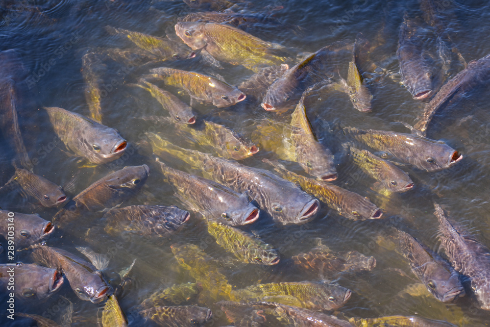 A large group of tilapia in the pond is rising to the surface to wait ...