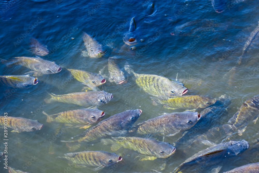 A large group of tilapia in the pond is rising to the surface to wait ...