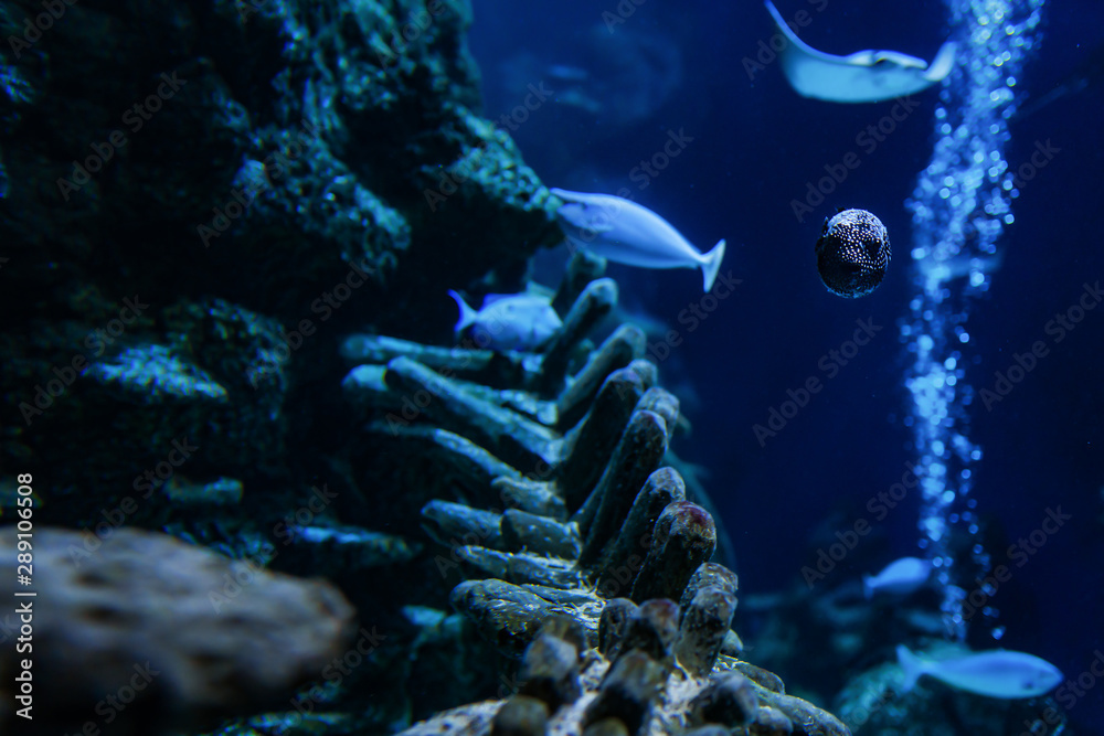 Spotted puffer fish among manta rays in aquarium Stock Photo | Adobe Stock