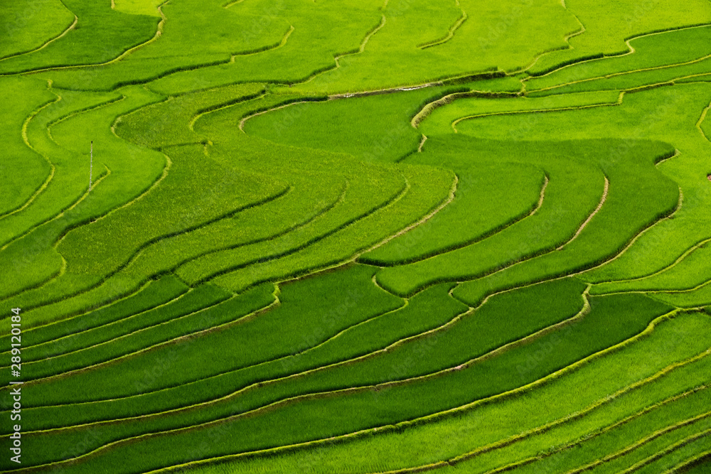 Aerial view on the rice fields of Tu Le valley, between Nghia Lo and Mu ...