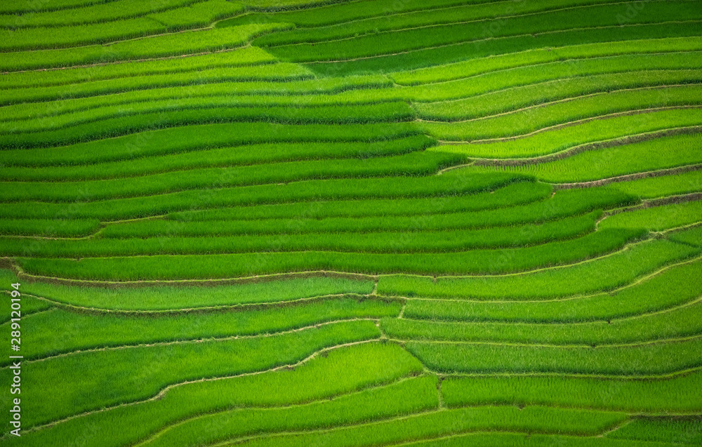 Aerial view on the rice fields of Tu Le valley, between Nghia Lo and Mu ...