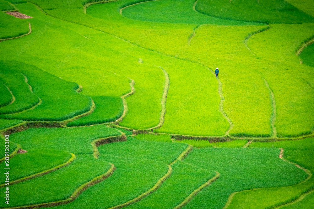 Tu Le, Vietnam. Man with conical hat on a carpet of rice fields of Tu ...