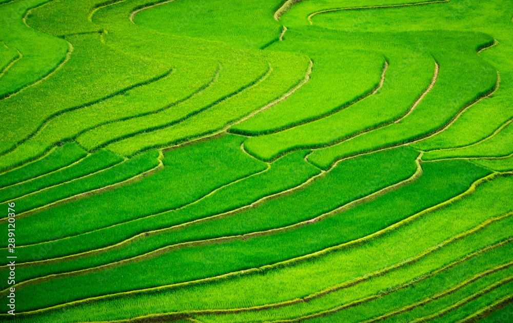Aerial view on the rice fields of Tu Le valley, between Nghia Lo and Mu ...