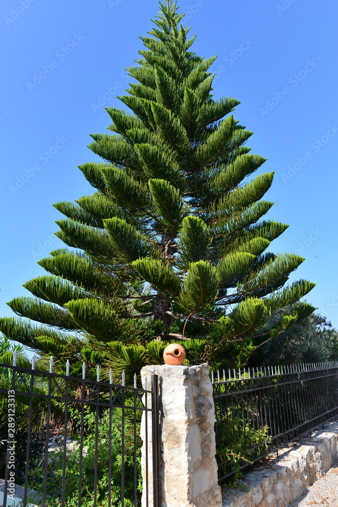 Araucaria Heterophylla