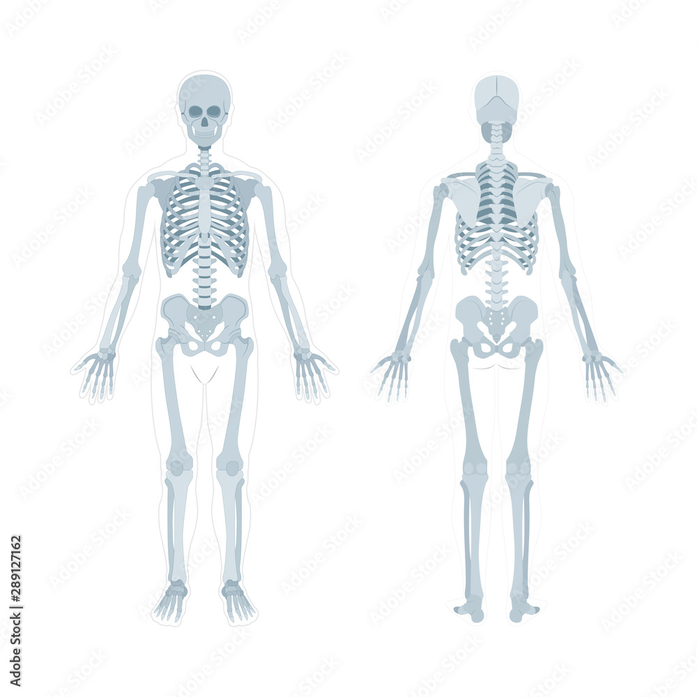 Skeleton. Human skeleton realistic vector illustration. Human skeleton ...