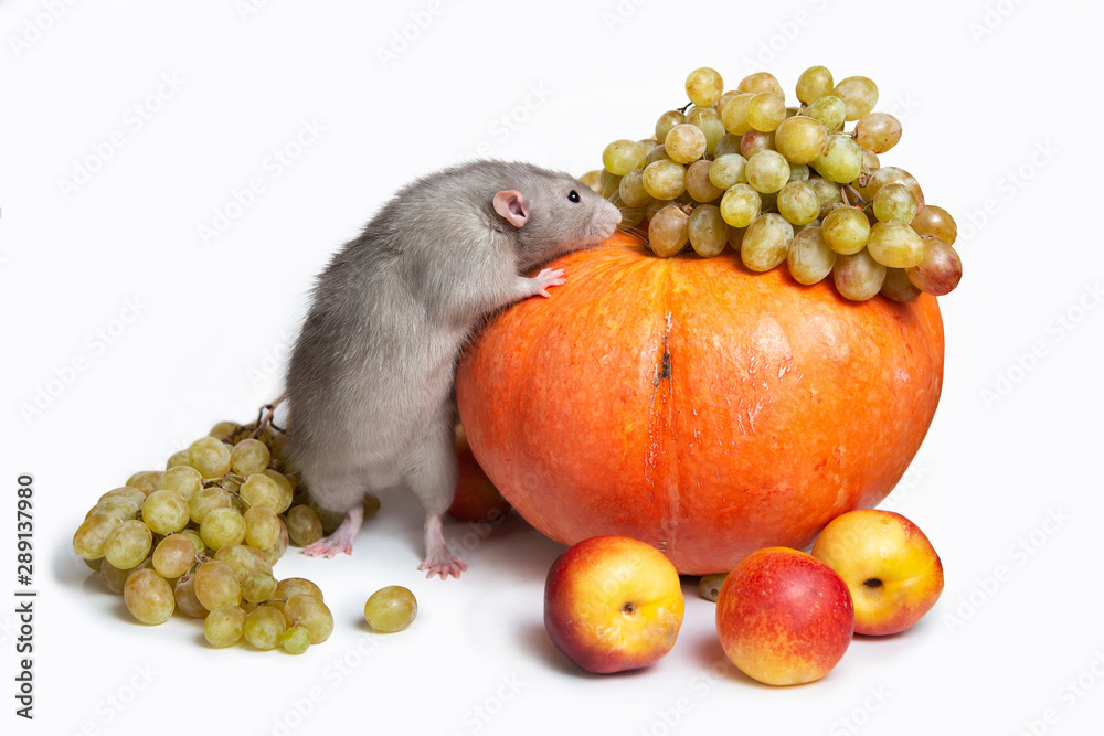 Cute rat dumbo with fruits and vegetables on a white isolated ...