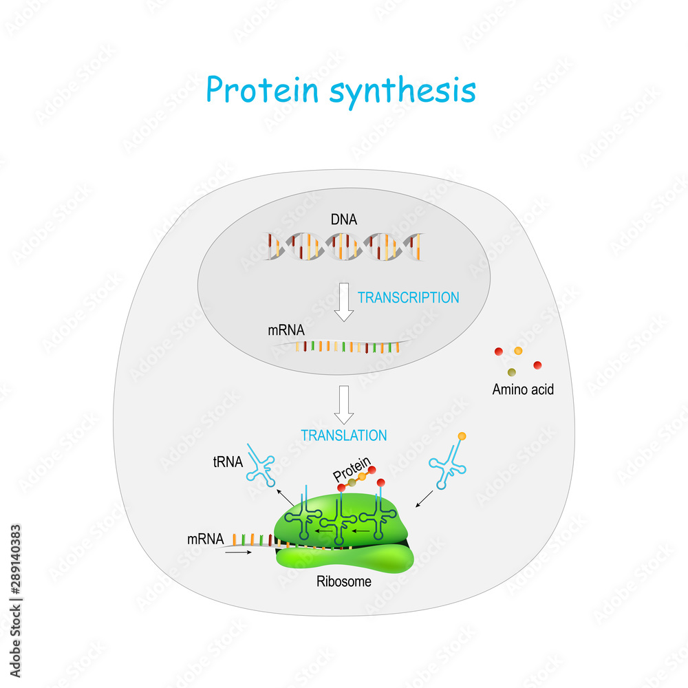 Protein synthesis. translation. Stock Vector | Adobe Stock