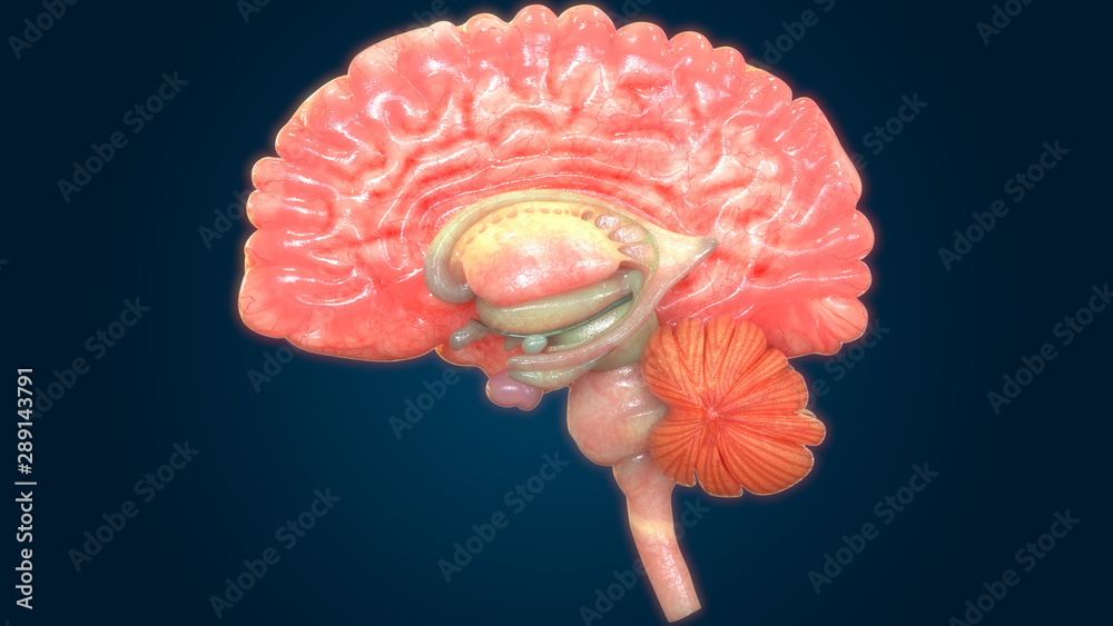 Human Central Nervous System Brain Anatomy Stock Illustration | Adobe Stock