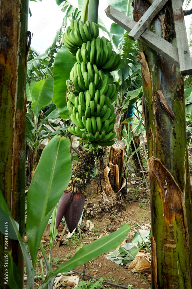 árvore das bananas, Bananeira, árvore das bananas, ilha da Madeira ...
