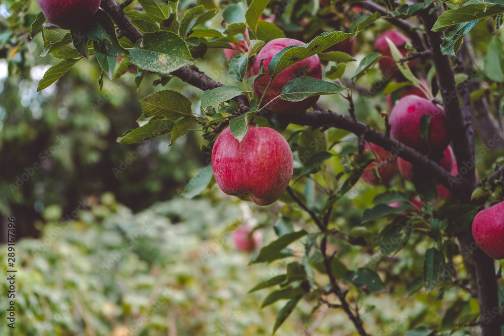 Beautiful large red apples grow on the Verka Apple tree, photography ...