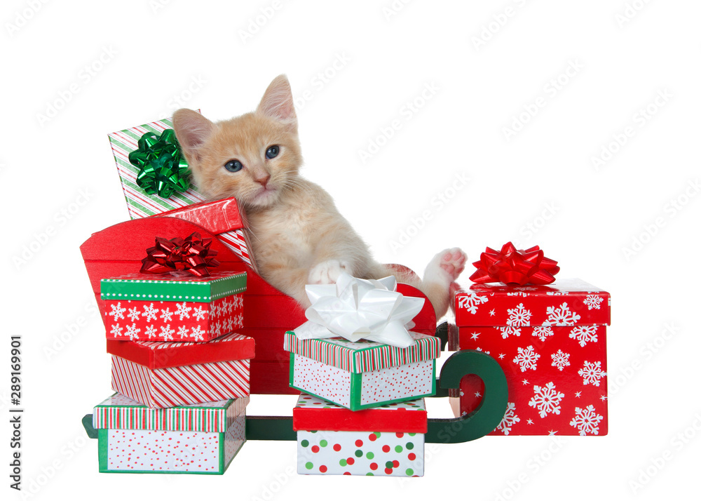Adorable orange buff tabby kitten laying back in a sleigh full of ...