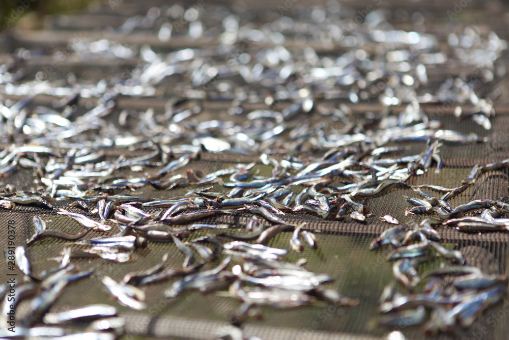Salted sun dried small anchovy fish under the hot sunny day. Local ...