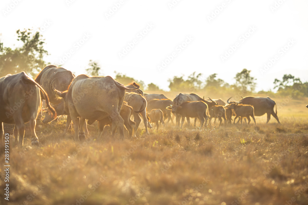 background animals that live together in groups (buffalo herds, cows ...