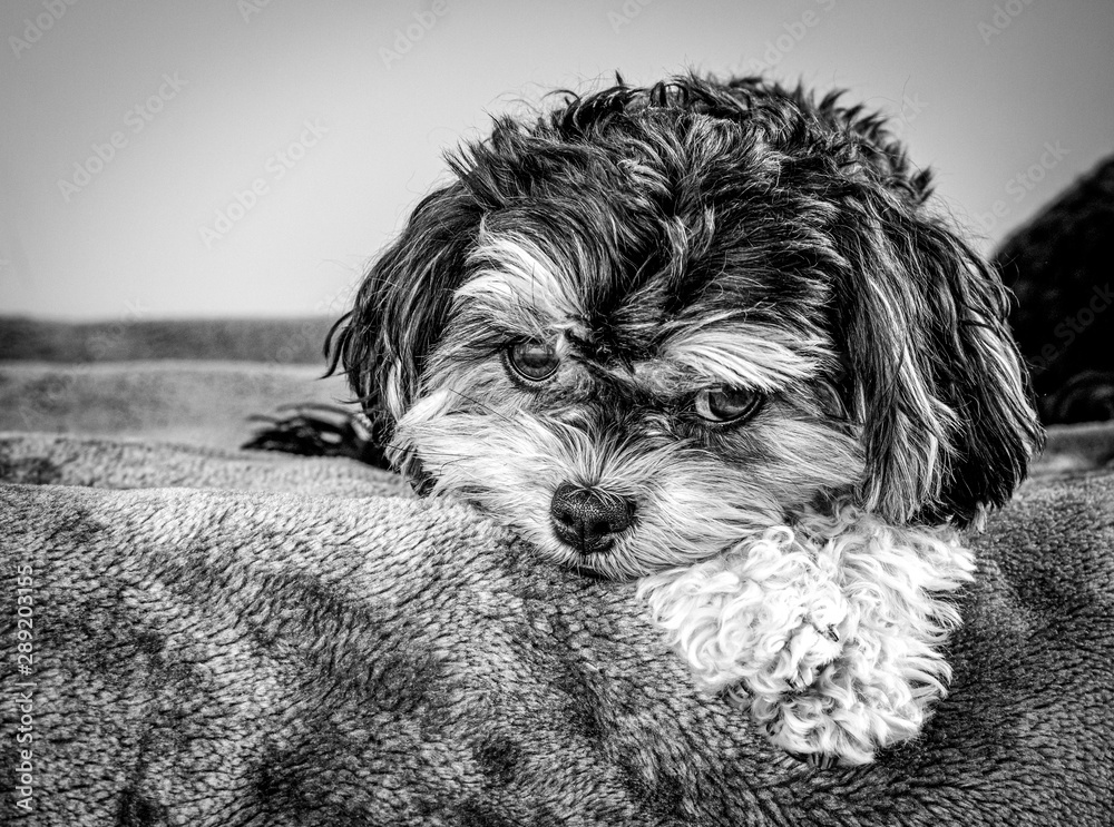 Stroppy puppy at angry teenage phase, giving that look, black and white ...