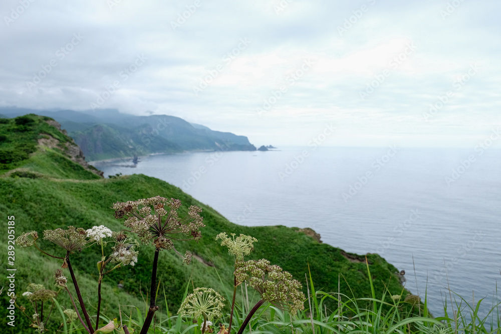 Seascape on mountain cliff view, forest flower foregound on the top ...