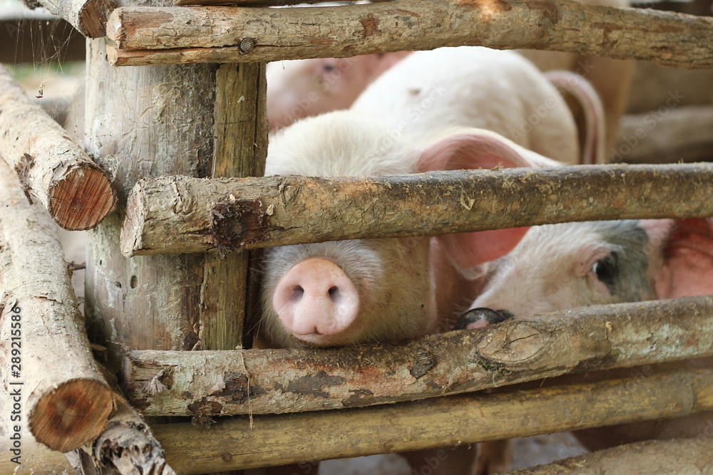 large group of pigs playing together an waiting to be fed in their ...