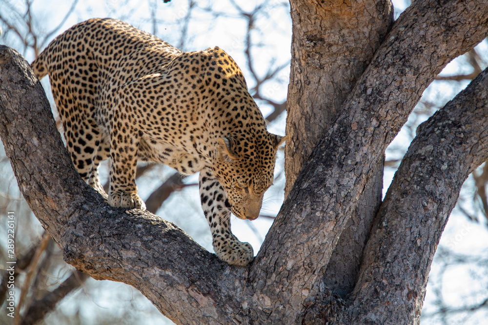 Male leopard fleeing from a hyaena after losing his kill. Then being ...