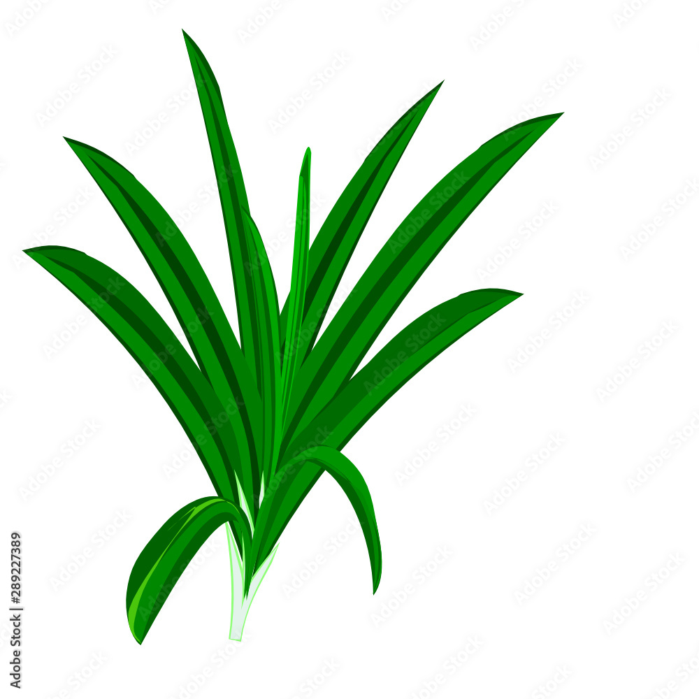 Green pandan leaves, stems and roots, branching of the tree , Plants ...