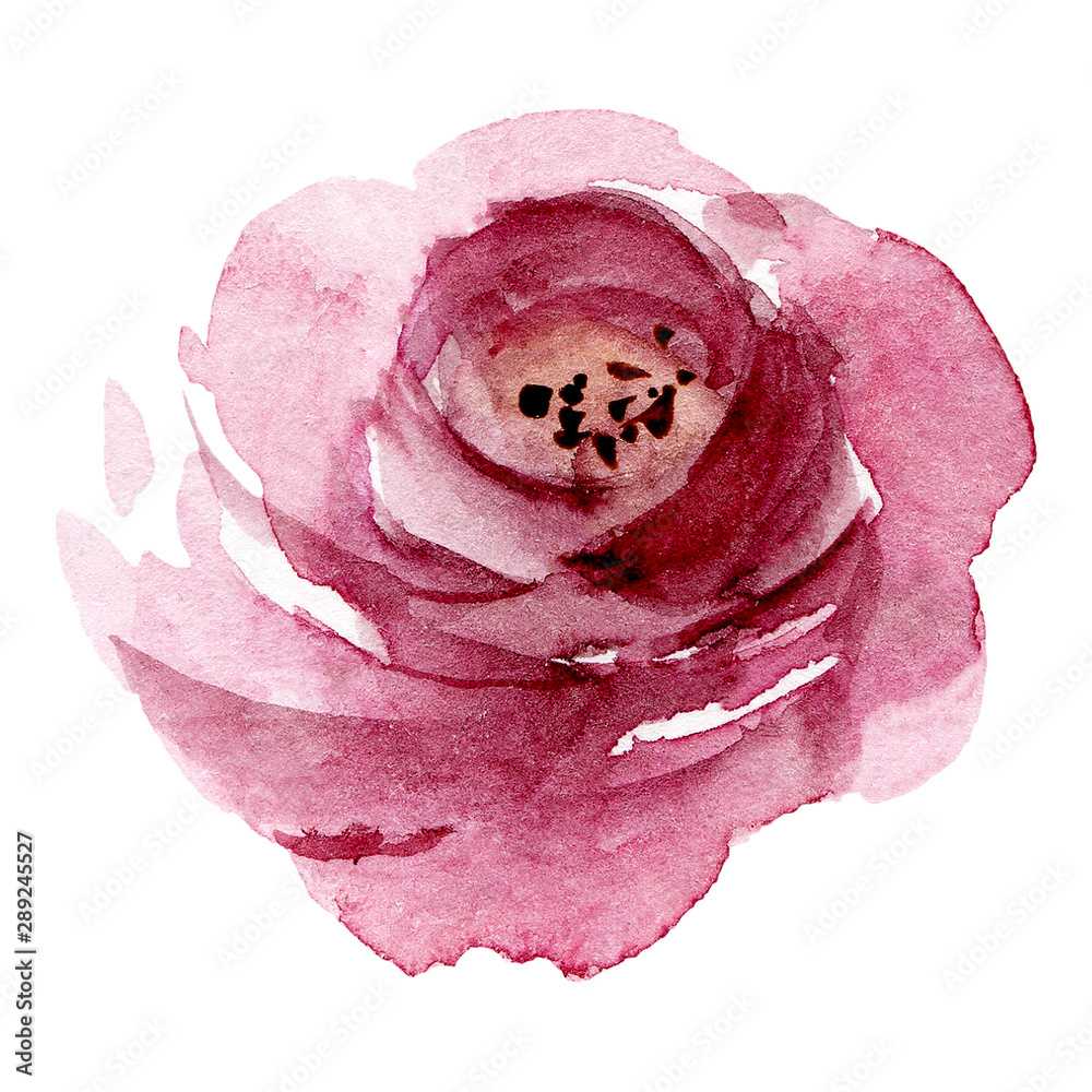Pink single flower rose, watercolor floral illustration, decoration for ...