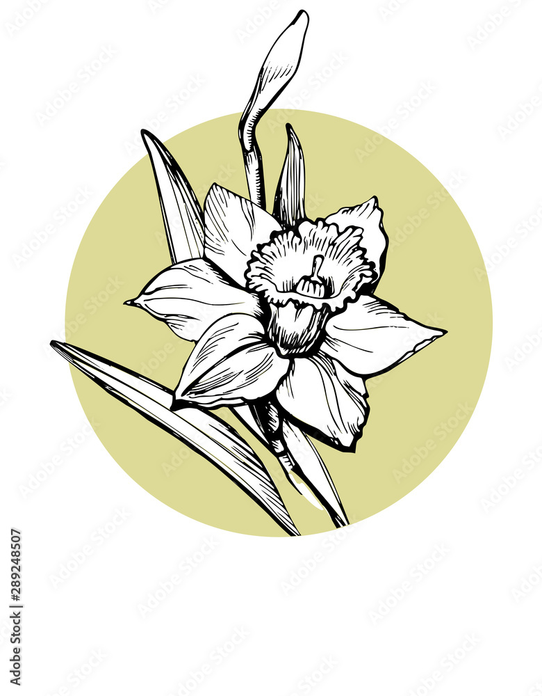 Vector isolated element for design with hand drawn flower Daffodil ...
