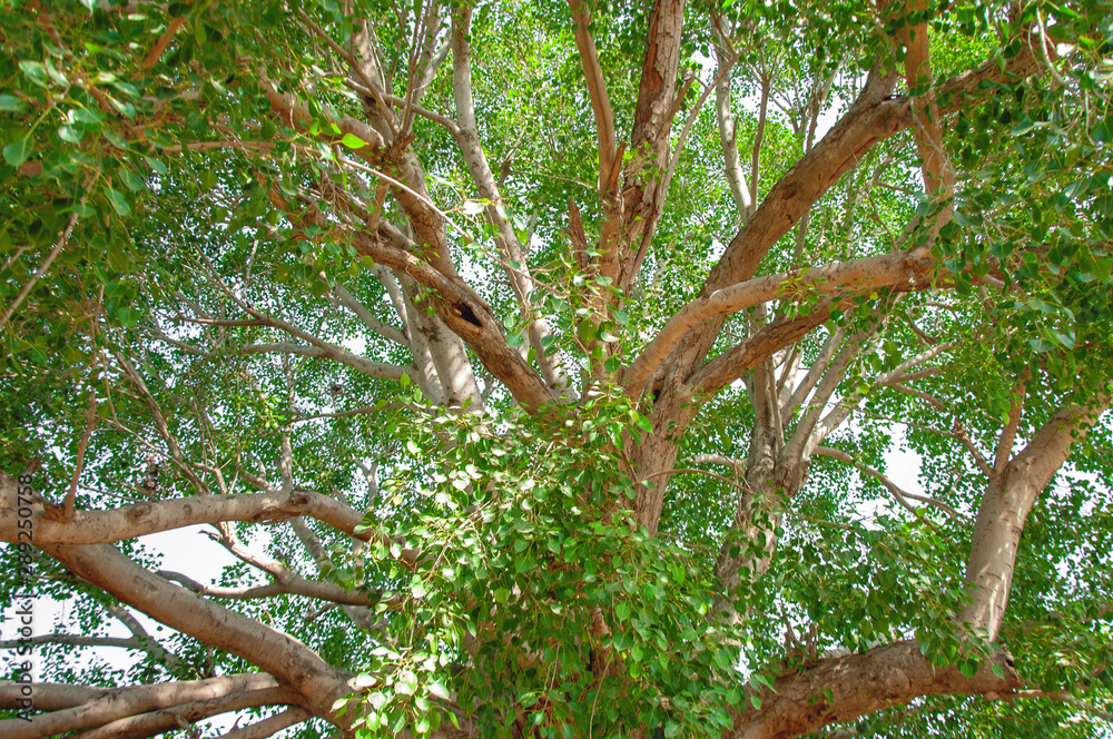 Branches of the big Ficus religiosa tree Stock Photo | Adobe Stock