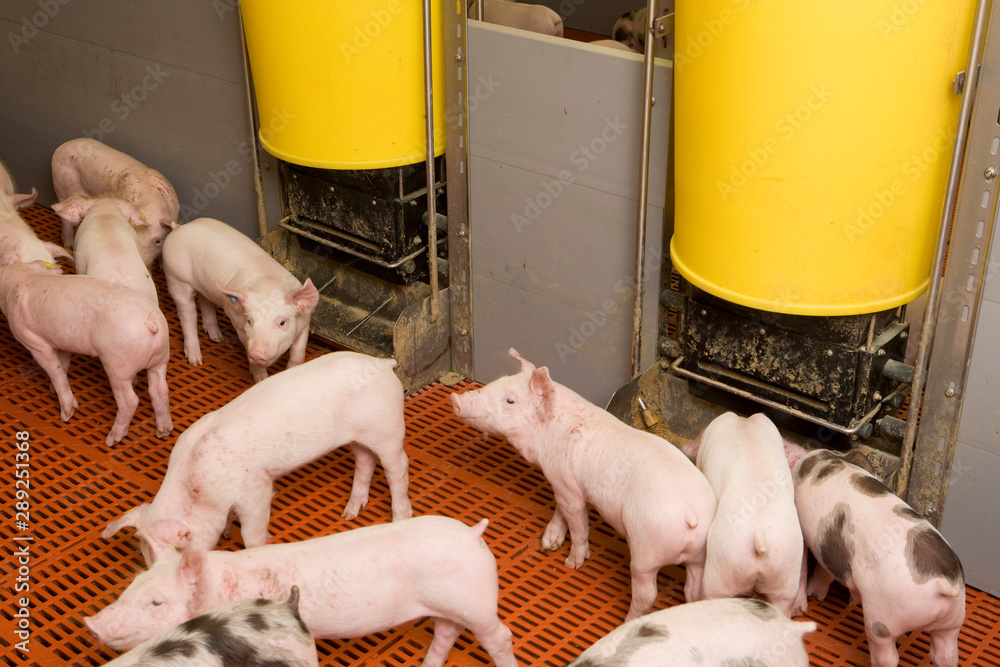 Piglets.. Pigs at stable. Pigbreeding. Farming Stock Photo | Adobe Stock