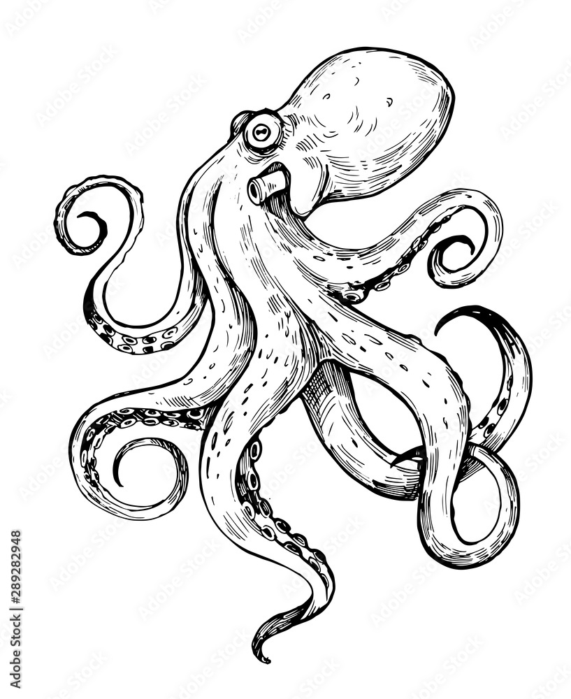 Octopus sketch. Hand drawn outline converted to vector Stock Vector ...