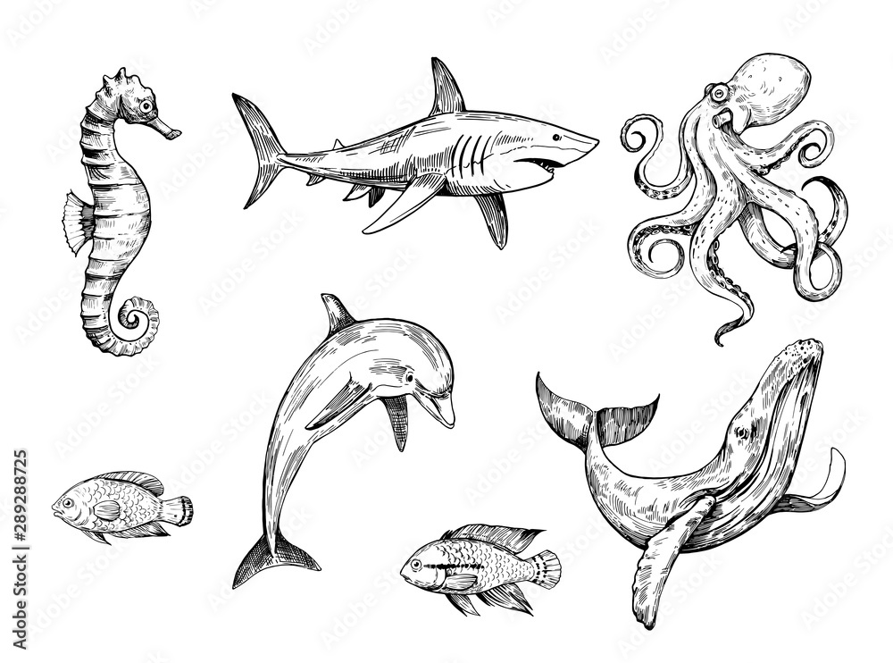 Sketch of sea creatures. Hand drawn illustration converted to vector ...