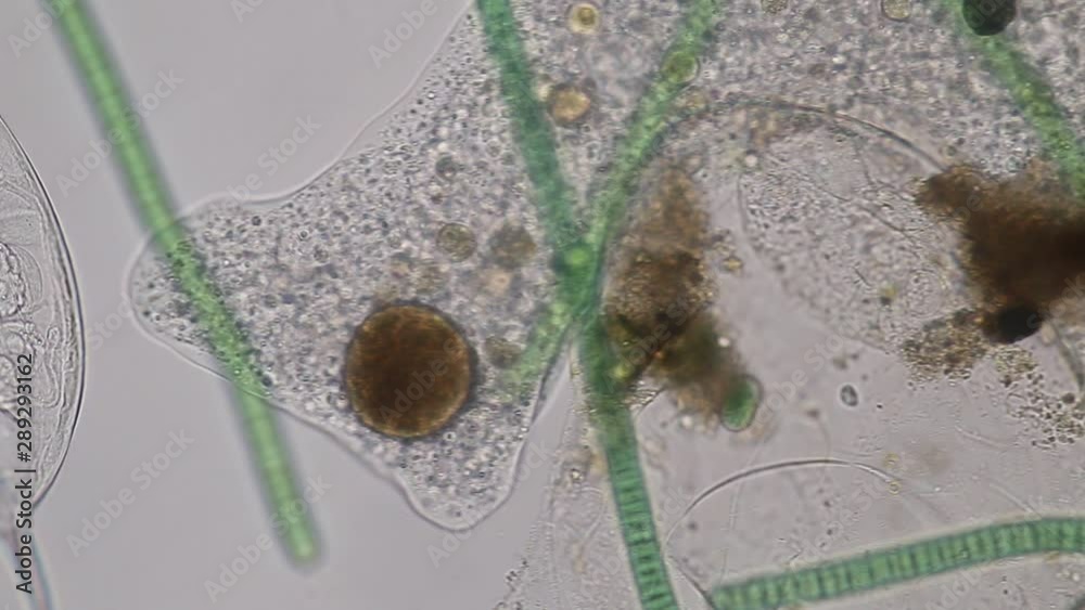 Amoebae move and feed by using pseudopods, which are bulges of ...