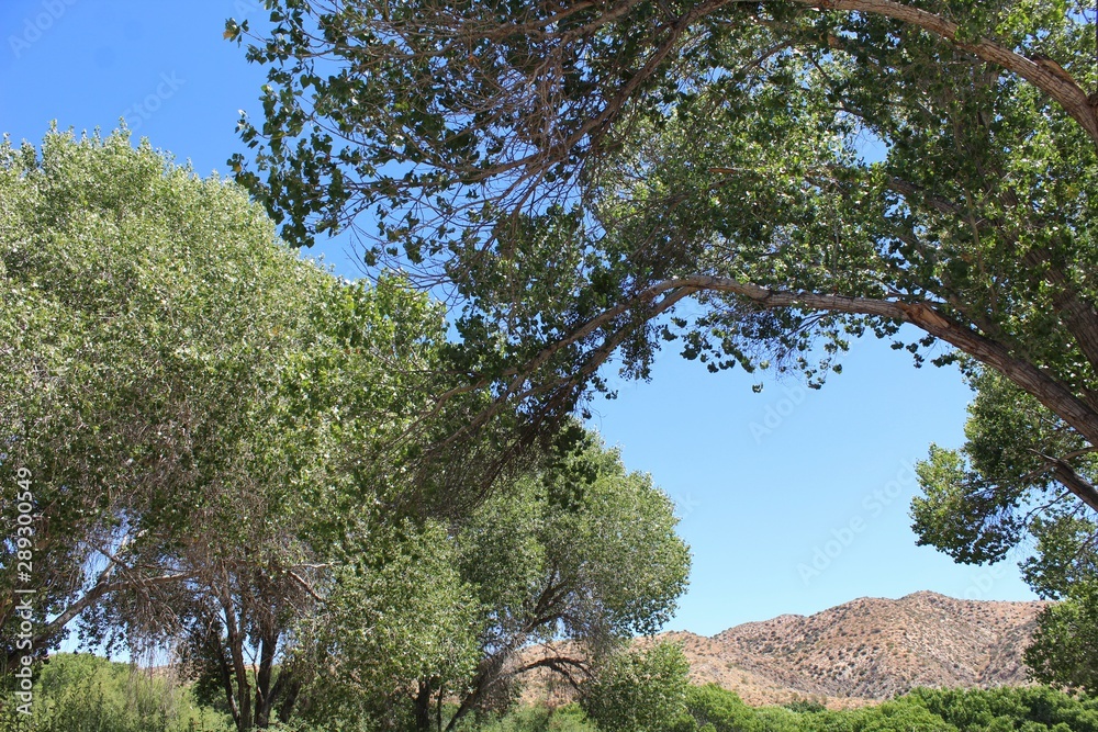 In the unique mixed ecosystem of Big Morongo Canyon Preserve, grows ...