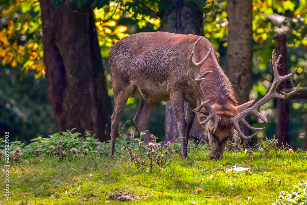 Rothirsche in der Natur im Wald Stock Photo | Adobe Stock