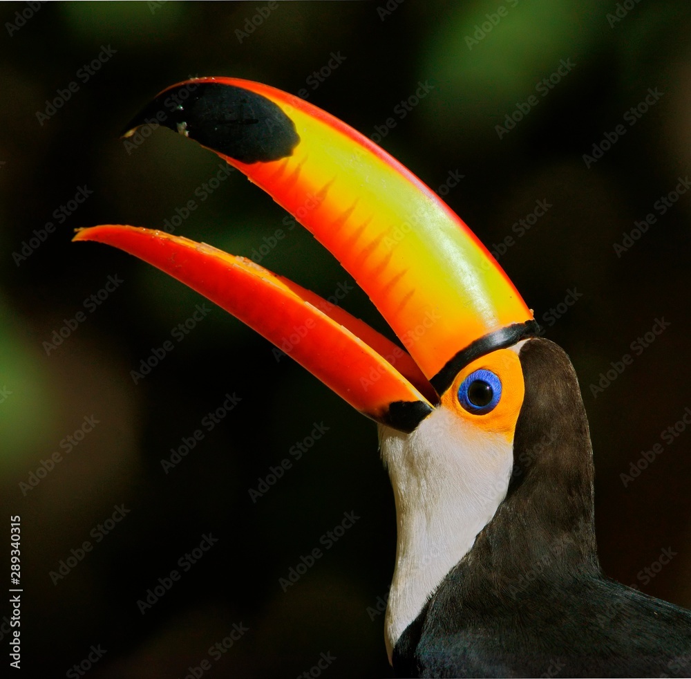 Toco toucan (Ramphastos toco), animal portrait with open beak, Pantanal ...
