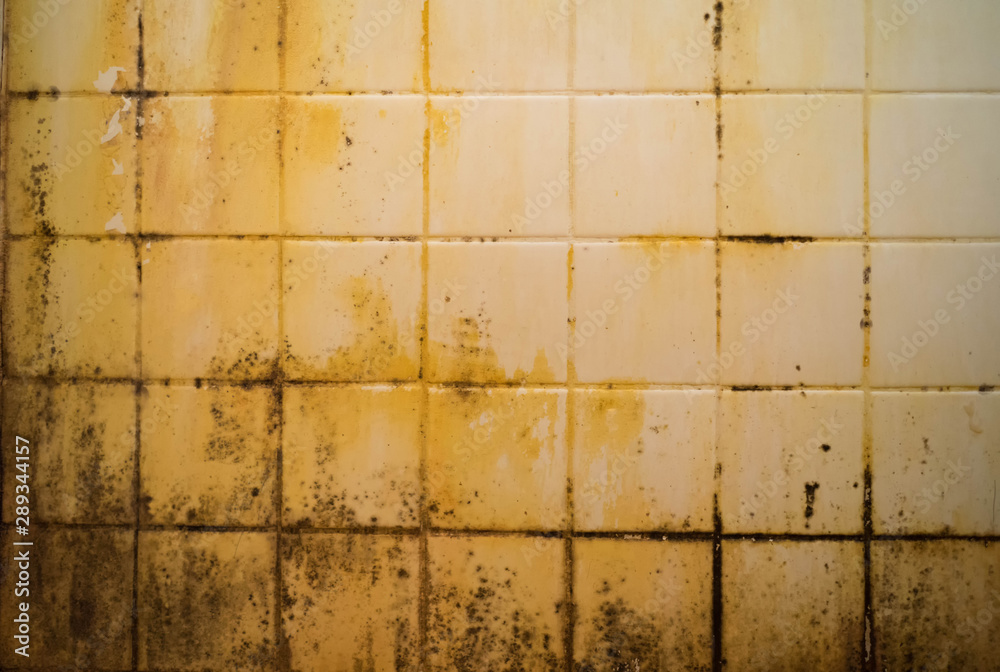 dirty bath room ceramic wall with mold , black fungus , rhizopus, need ...