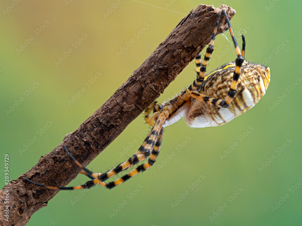 banded garden spider, Argiope trifasciata, resting underneath a tree ...