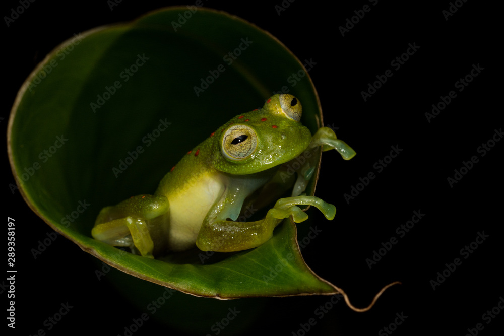 Red-spotted Glass Frog (Nymphargus grandiosonae) Stock Photo | Adobe Stock