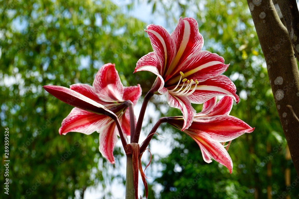 Foto Stock Amaryllis Lily Dutch Giant Bulb – Amaryllis Lily flowers ...