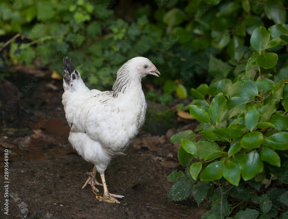 Point of lay free range light sussex hen walking on bare ground in ...