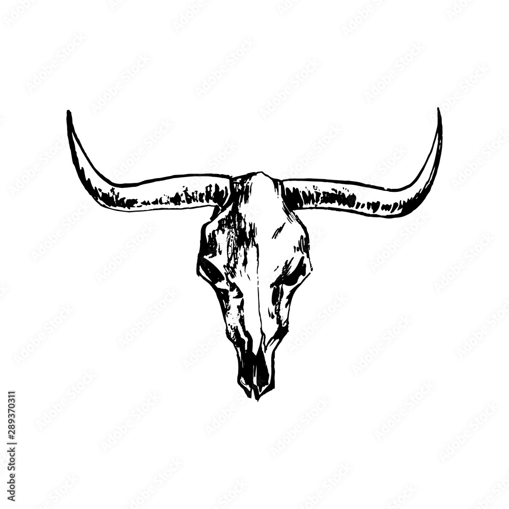 Bison skull hand drawing image. Buffalo cranium vector illustration ...