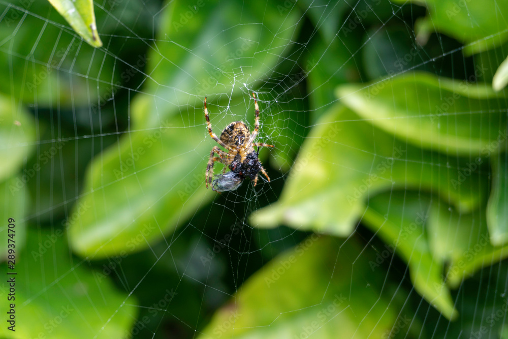 A fly caught in a spiders web. being eaten by the spider. Having ...
