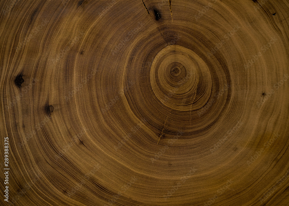 Old wooden oak tree cut surface. Detailed warm dark brown and orange ...