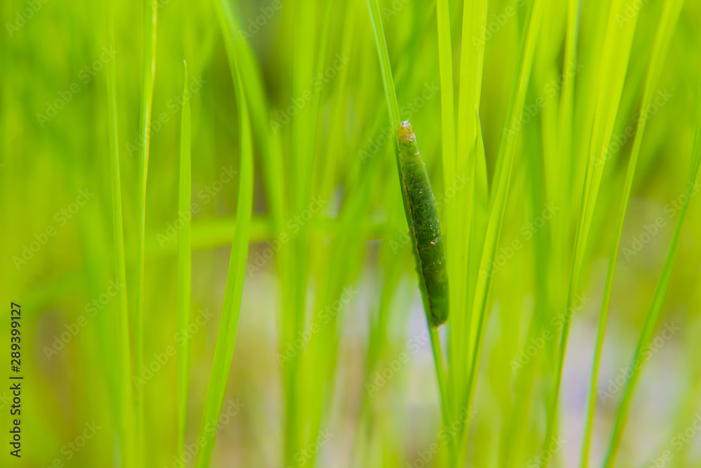 fall armyworm Spodoptera frugiperda on rice leaf. rice leaves .damage ...
