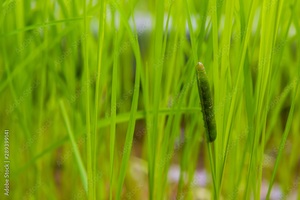 Foto de fall armyworm Spodoptera frugiperda on rice leaf. rice leaves ...