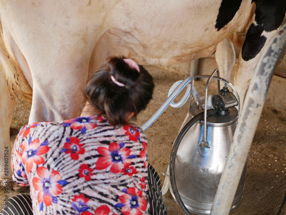 A milking machine is being used to milk a dairy cow at a farm by a ...