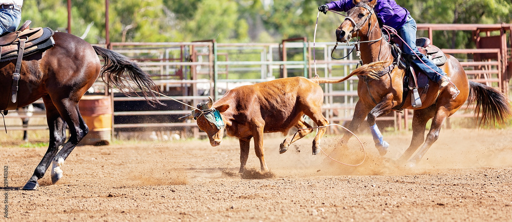Australian Team Calf Roping At Country Rodeo Stock Photo | Adobe Stock
