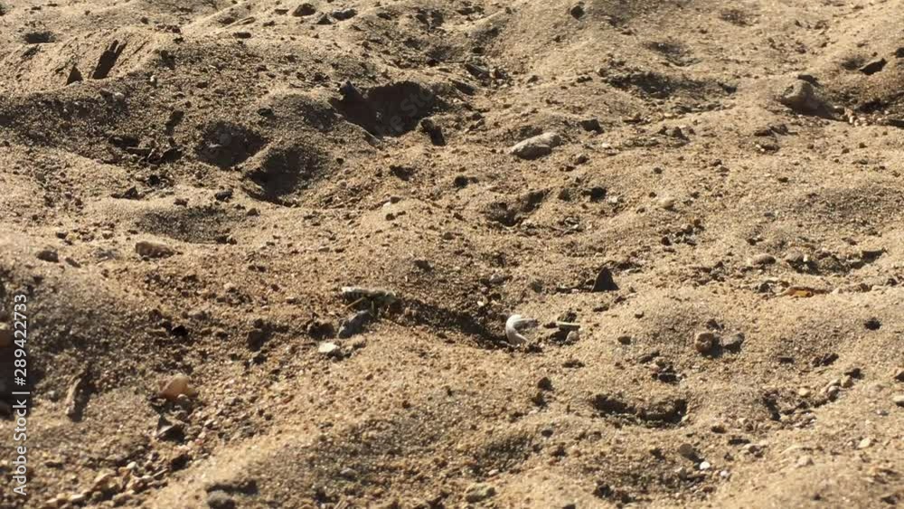 Close up shot of Sand Wasp(s) digging little tunnels in the sand. Also ...