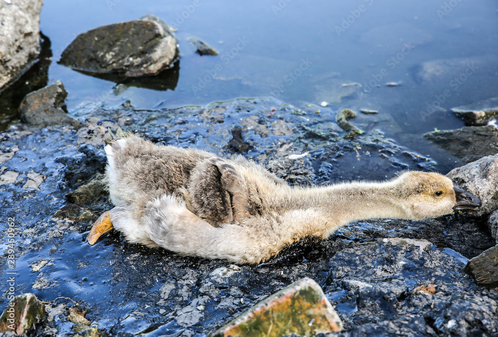 Bird stuck in polluted water with tar. Dying animals in industrial ...