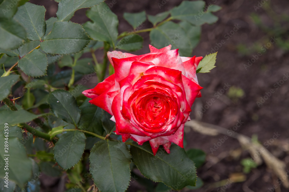 Red Spots On Rose Petals - Infoupdate.org